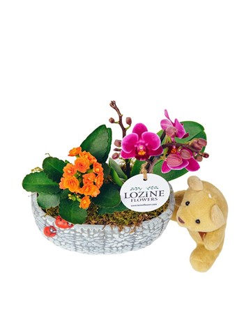 Orkide | Lozine Flowers